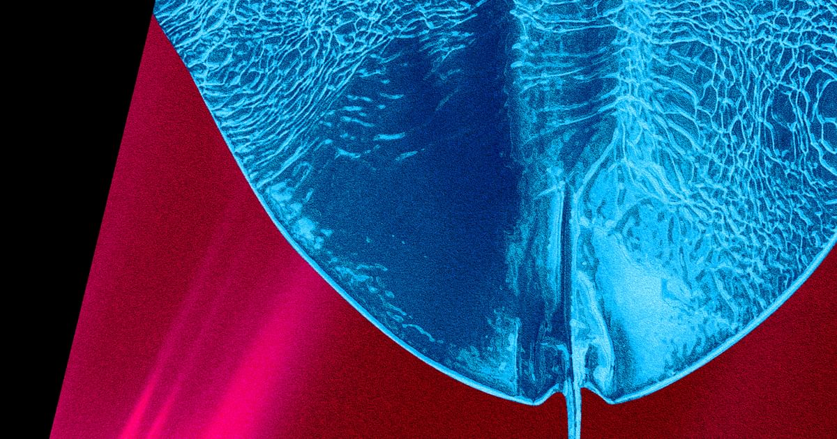 David Forbes - Stingray | Armada Music